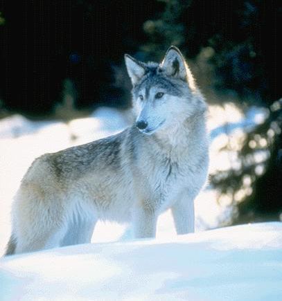 i also have a passion for wolves i think they one of the most beautiful ...